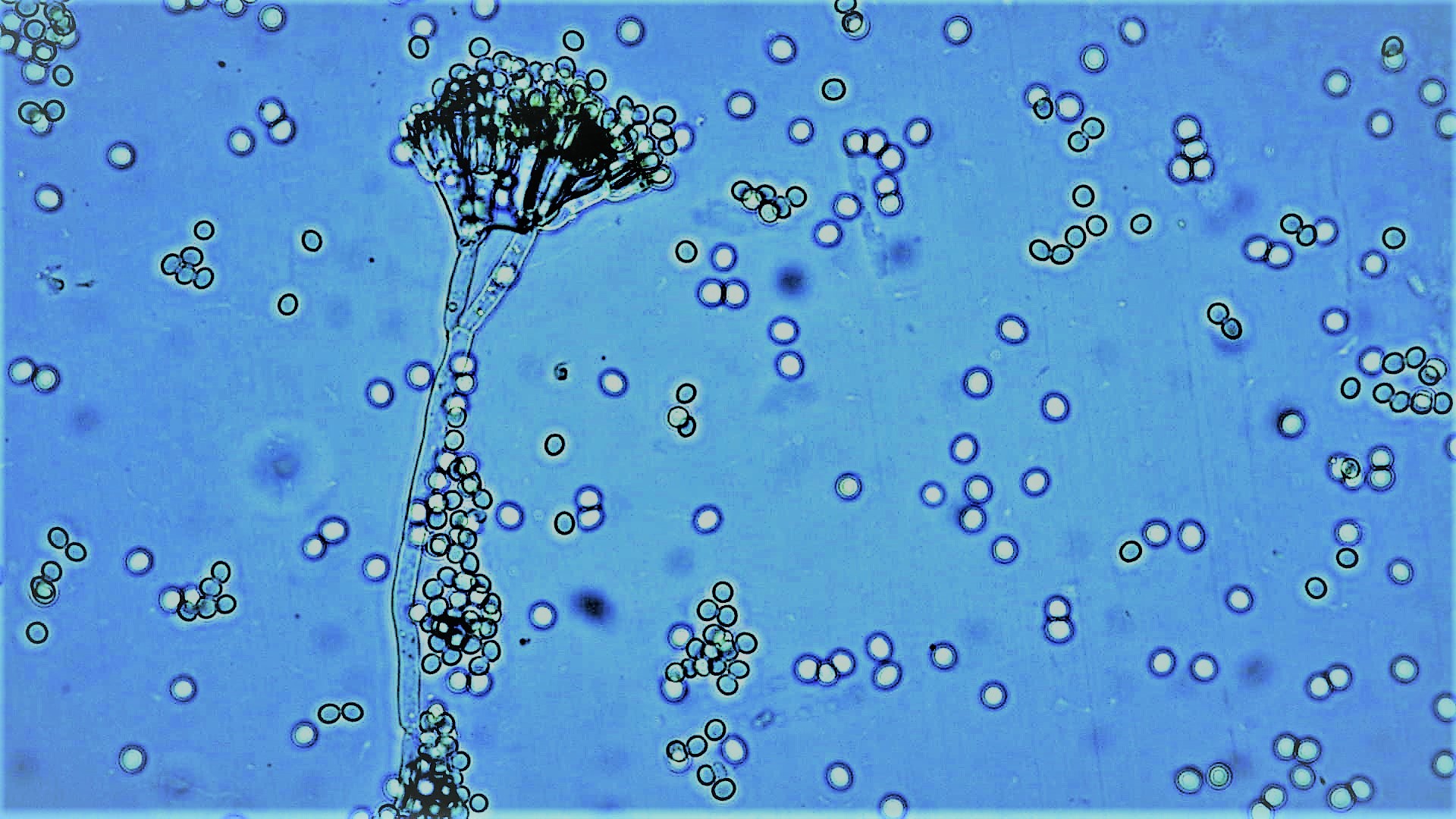 Fungal conidia – BioConsortia